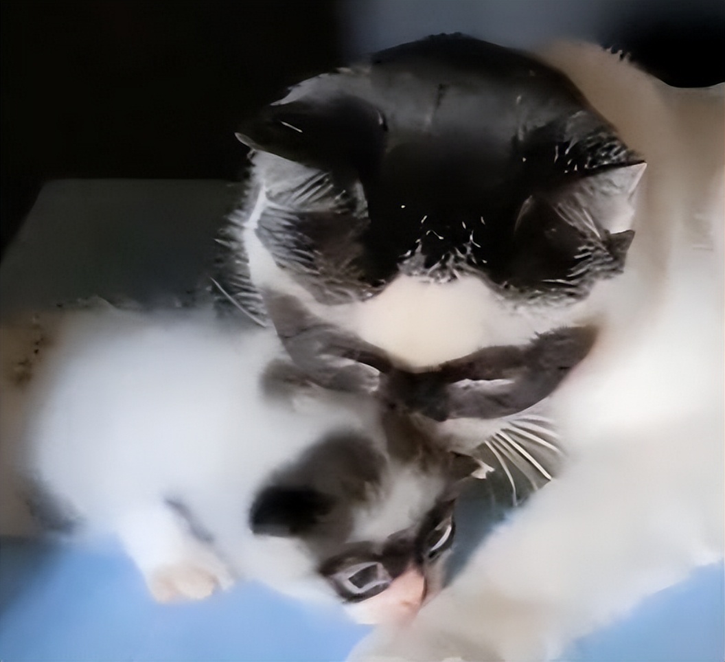 The "Zorro" cat was exposed on the Internet after being questioned ...