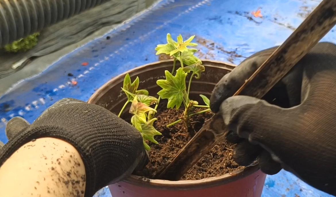 How do geraniums propagate by cuttings? - iMedia