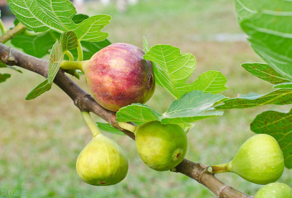 Do figs really have no flowers? Where is its flower hidden? - iNEWS