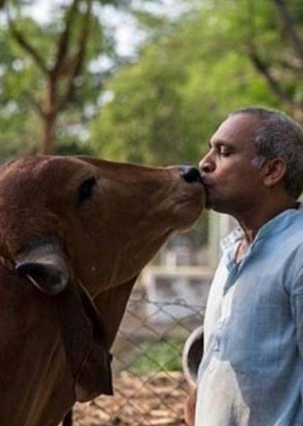 In India, where “the cow is like a god”, sexual assault cases are high ...