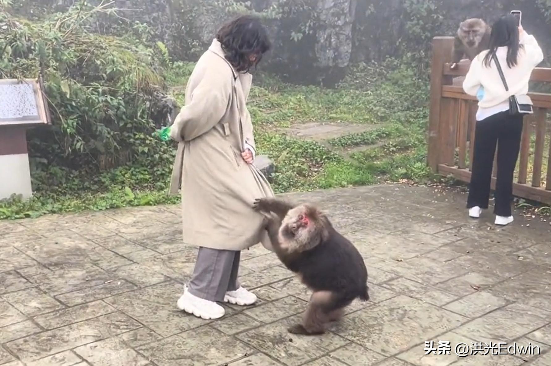 Robbing, stealing, hitting people, monkeys have become so daring ...