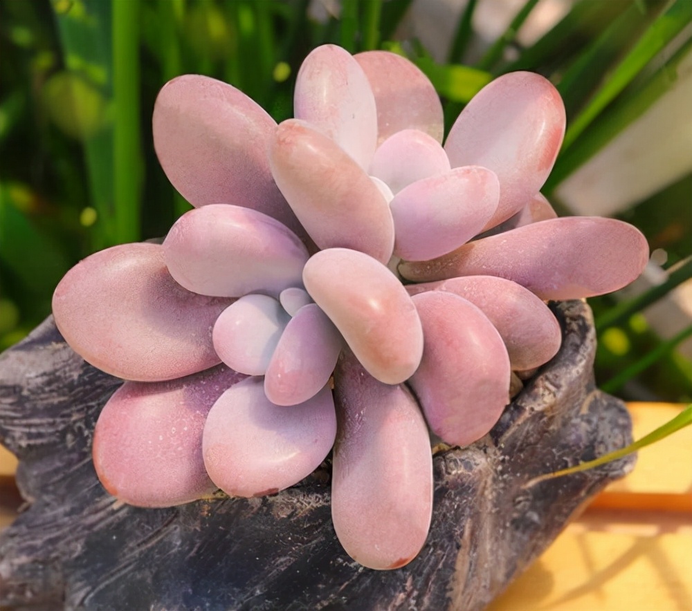 Succulent varieties: Bright, Efang Gong, Peach Egg, Avocado Cheese ...