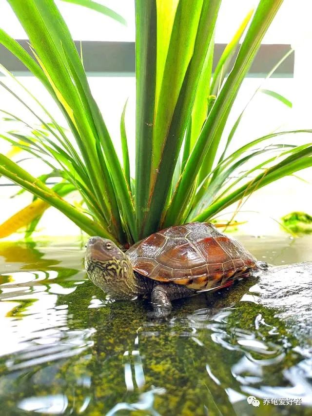 Raising turtles in muddy water, is this method suitable for thousands ...