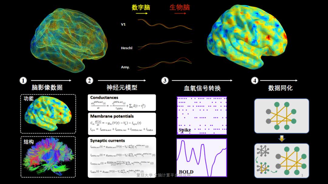 Meet the 86 billion neuron "digital twins" of the brain - iNEWS