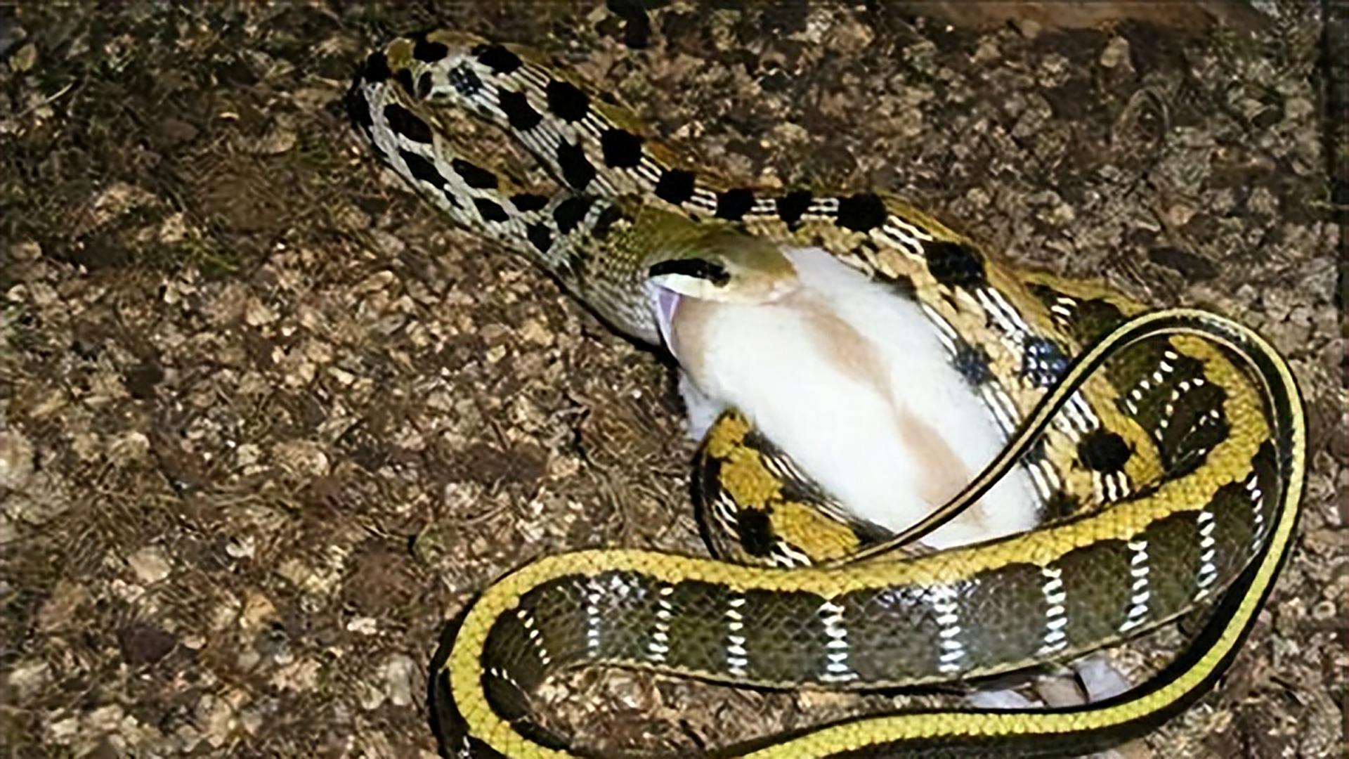 What is the scientific name of the cauliflower snake? Why does it often ...