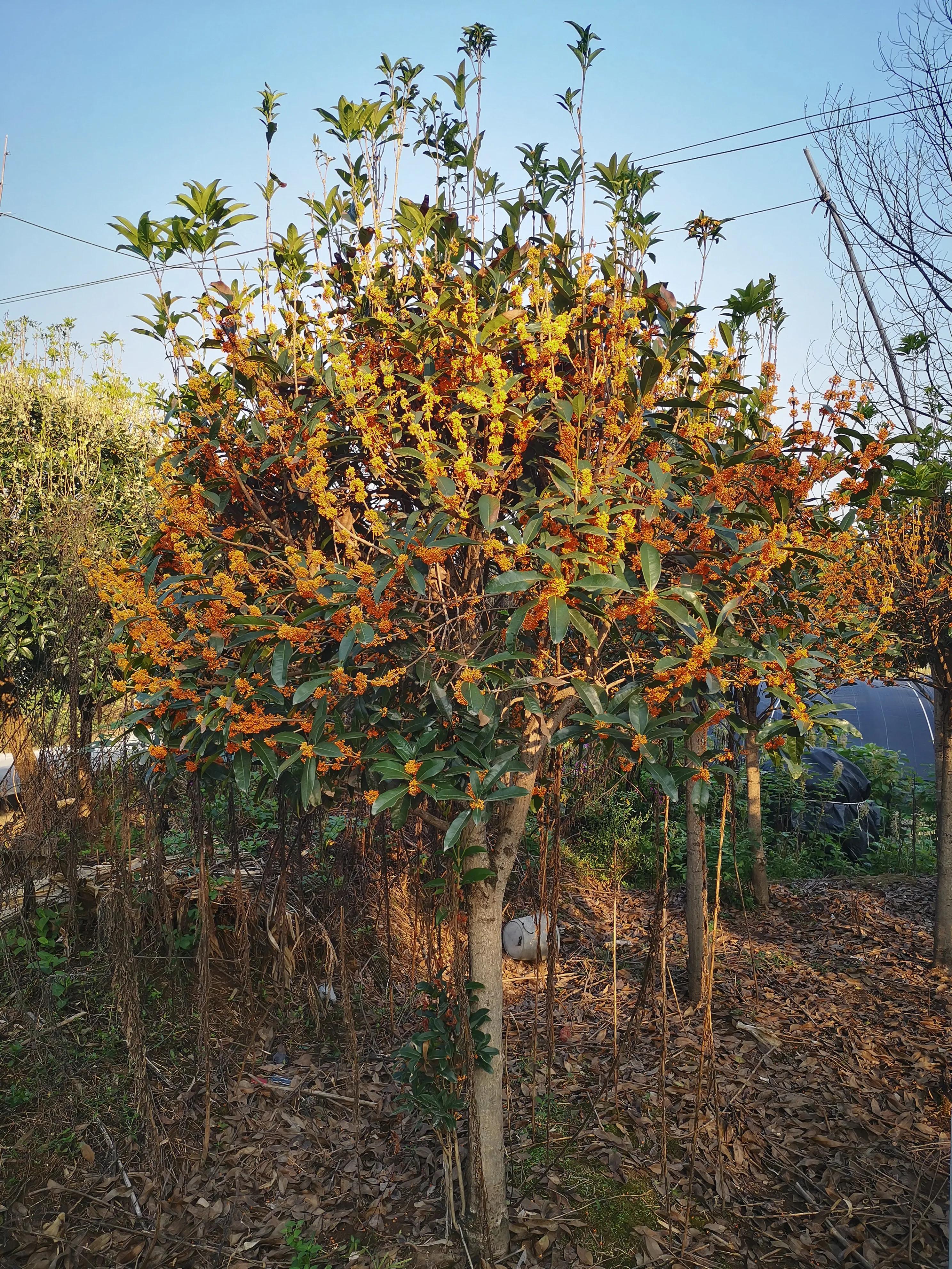 Qingjiang Town - iNEWS