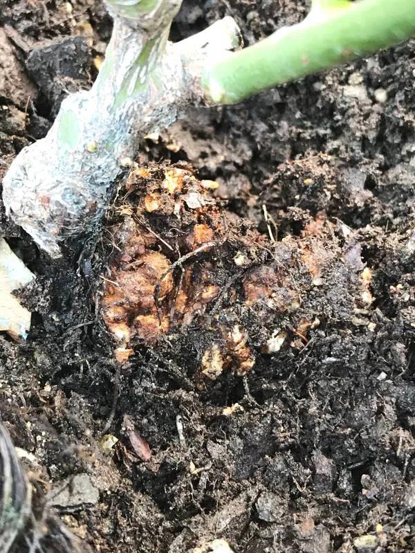 How to identify the various symptoms of rose? - iNEWS