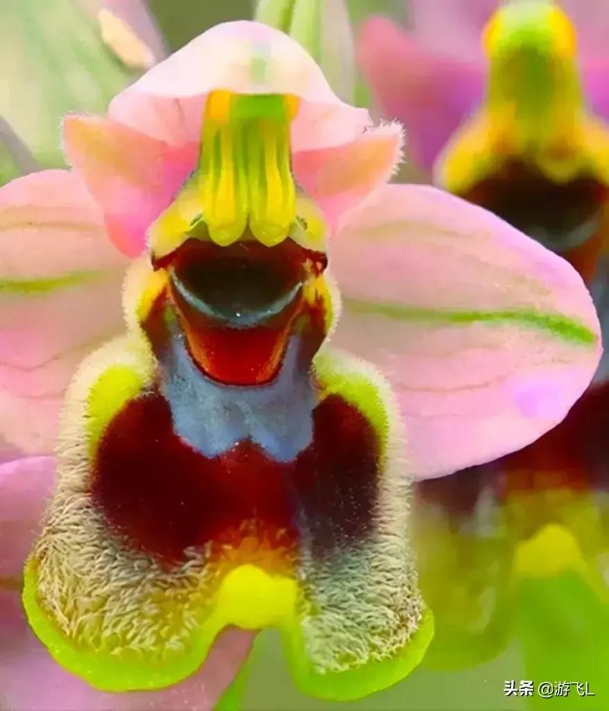 Rare Rare Exotic Flowers - iNEWS