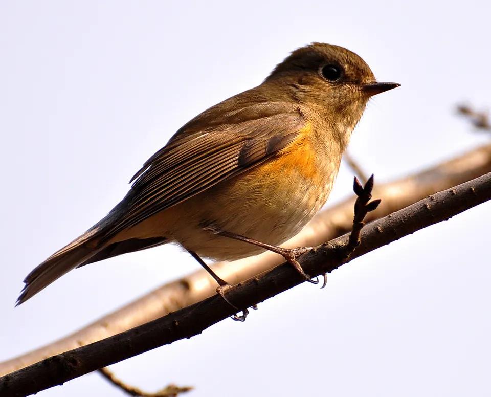 Where are the birds' teeth? - iNEWS