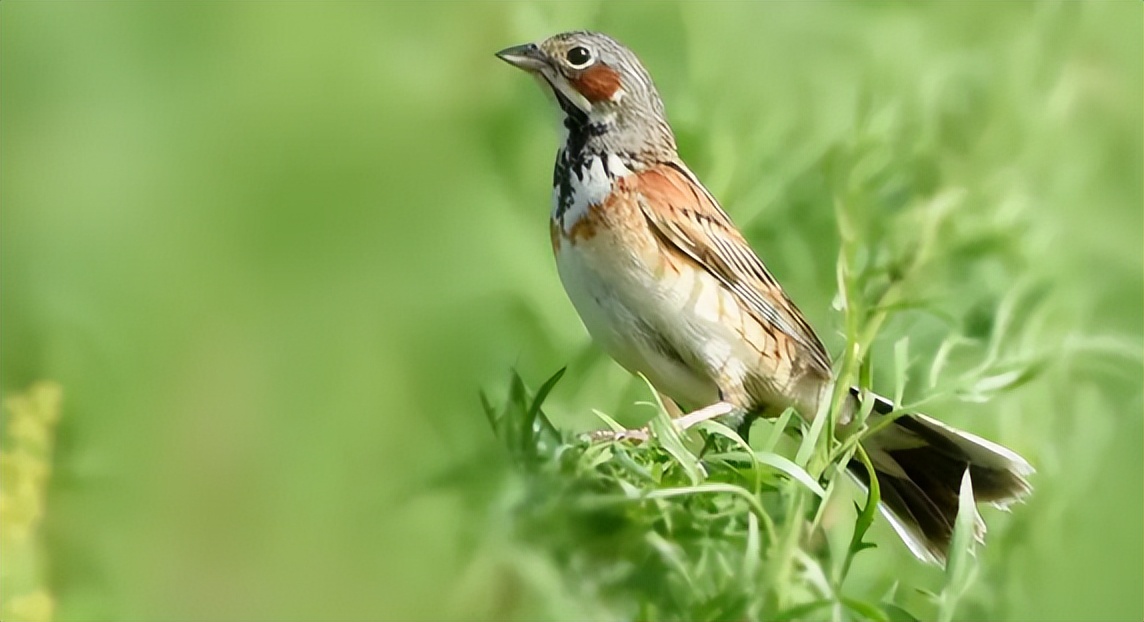 Bailing and Indigo Chin are among the four most famous birds in China ...
