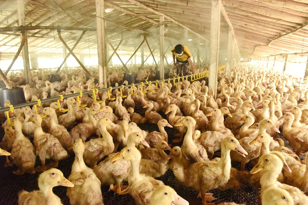 The price of live duck is several times that of roast duck, and is it ...