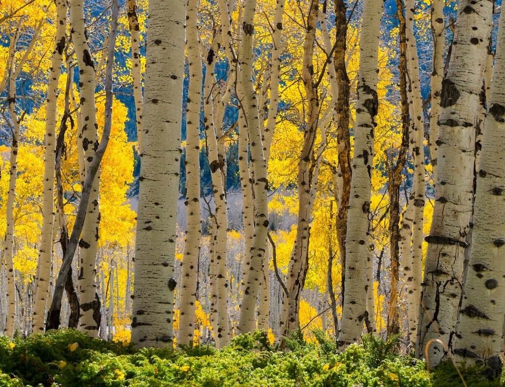 The largest creature Pando forest: weighing more than 6,000 tons ...