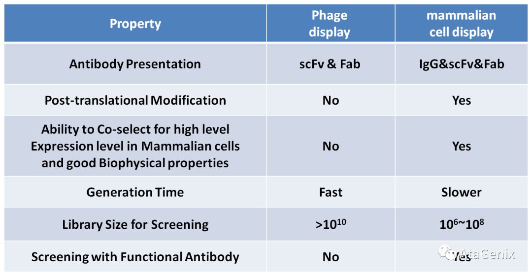 Antibody Discovery--Mammalian Cell Surface Display Technology - iNEWS