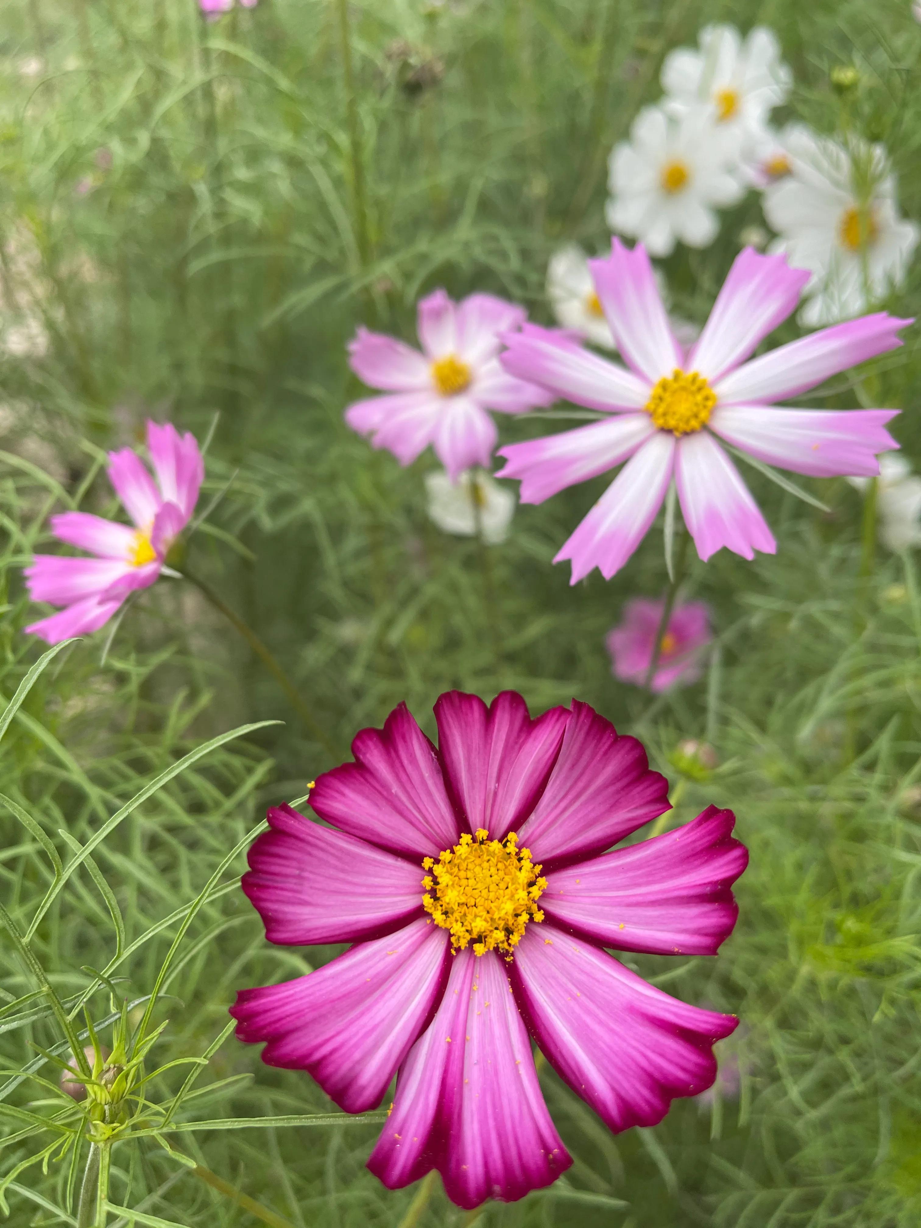 Gesang Flower of Tibet's Beautiful Scenery - iNEWS