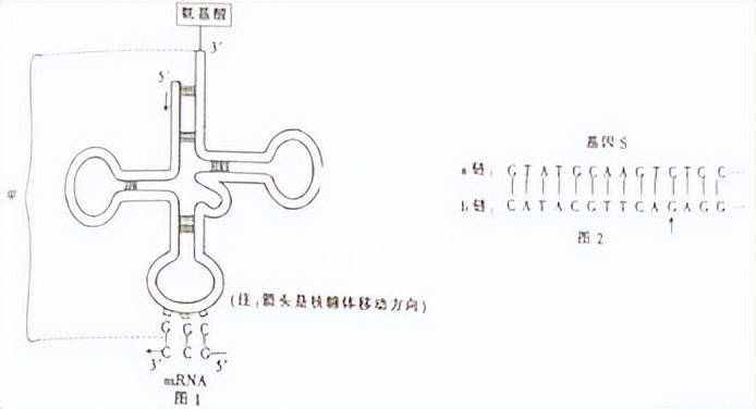 Genetic role of self-incompatibility between specific S-alleles and ...