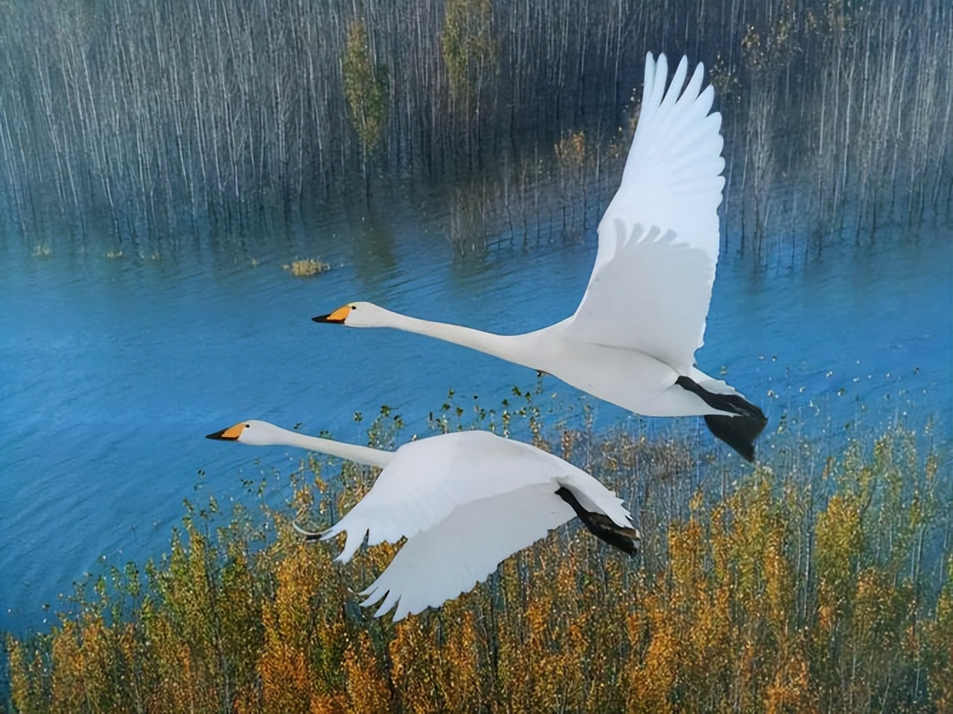 Loyal Angel of Love——The Swan of Lushuiwan, Hometown - iNEWS