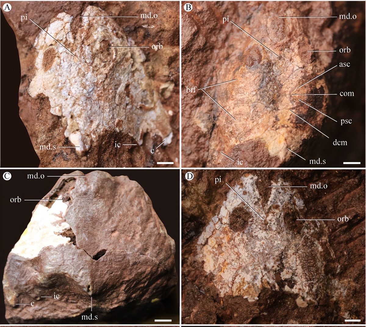 A new genus and species of true armored fish discovered 438 million ...