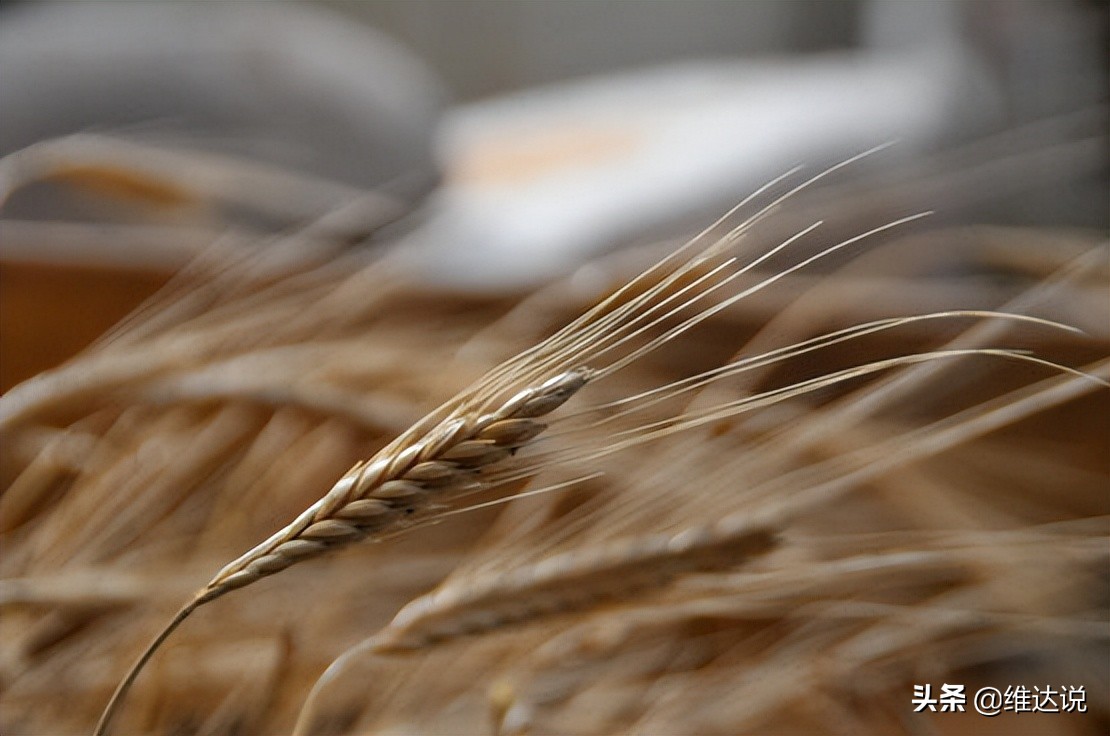 Rice, millet, wheat, and hemp: China's 5,000-year grain civilization ...