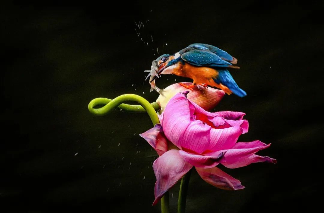 Ye Xian: Poetry and painting look at the world - iNEWS