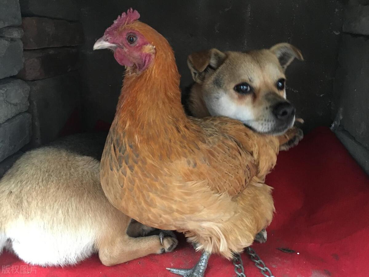 Cao Cao couldn't beat the native chicken and tile dog, and Cao Cao, who ...