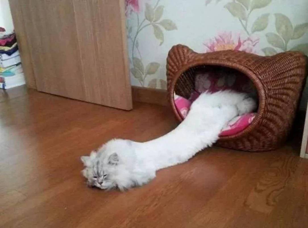 Why are cats called liquid animals? - iNEWS