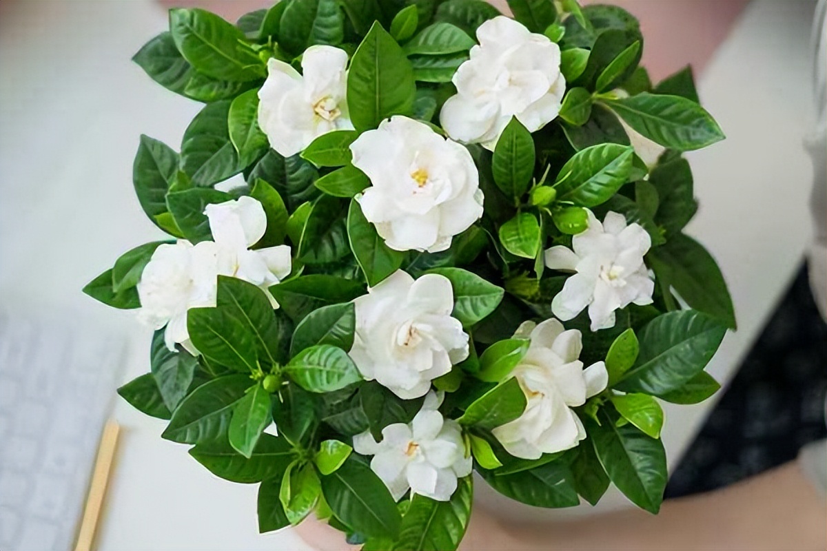 5 kinds of "sour-loving flowers", like vinegar jars, a cup of vinegar ...