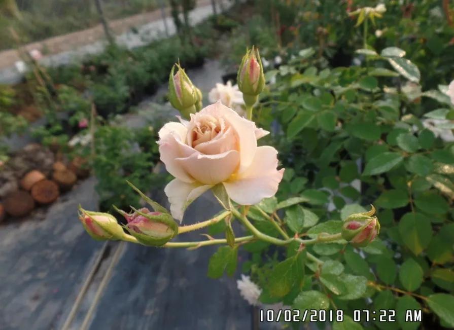 Japanese rose: Iori - iMedia