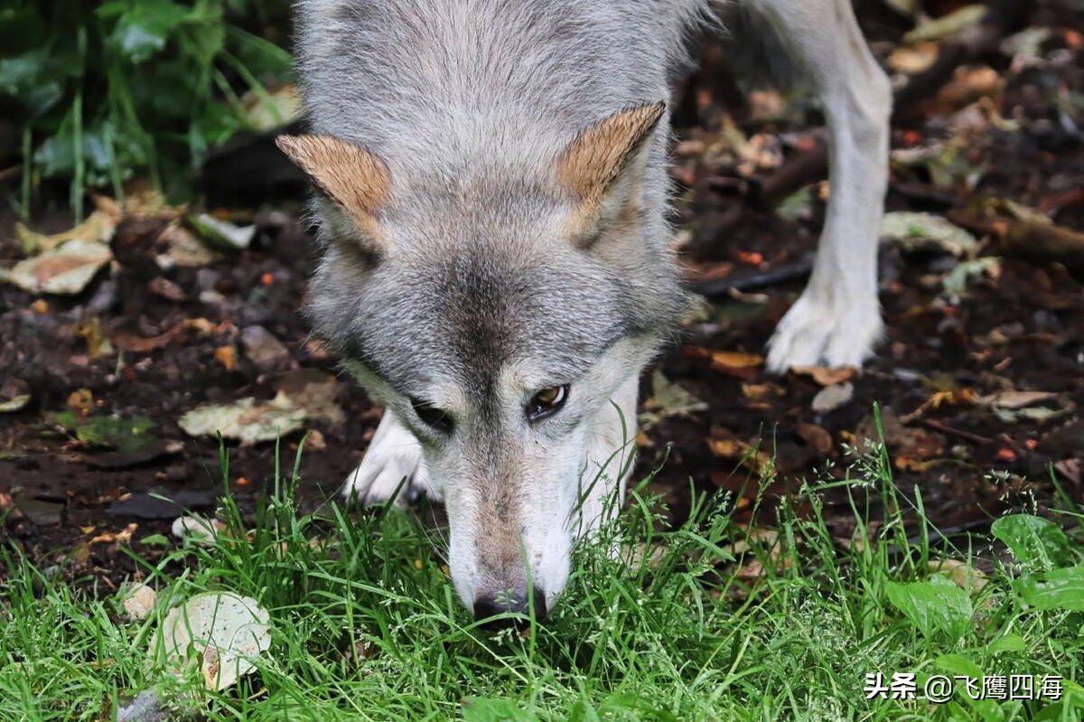 The second smartest person is the wolf, and the little white wolf is ...