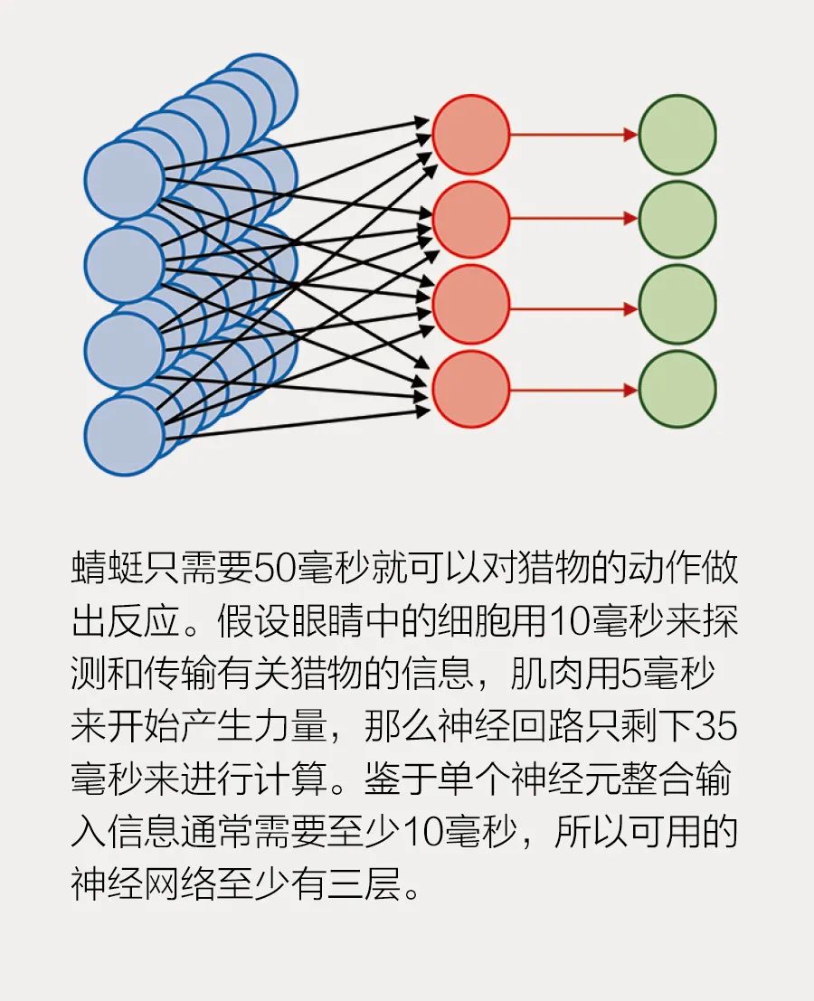 How Dragonfly Brains Can Inspire Computer Design - iMedia