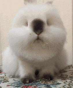 Regarding the folklore of "Jade Rabbit in the Moon Palace", the fifth ...