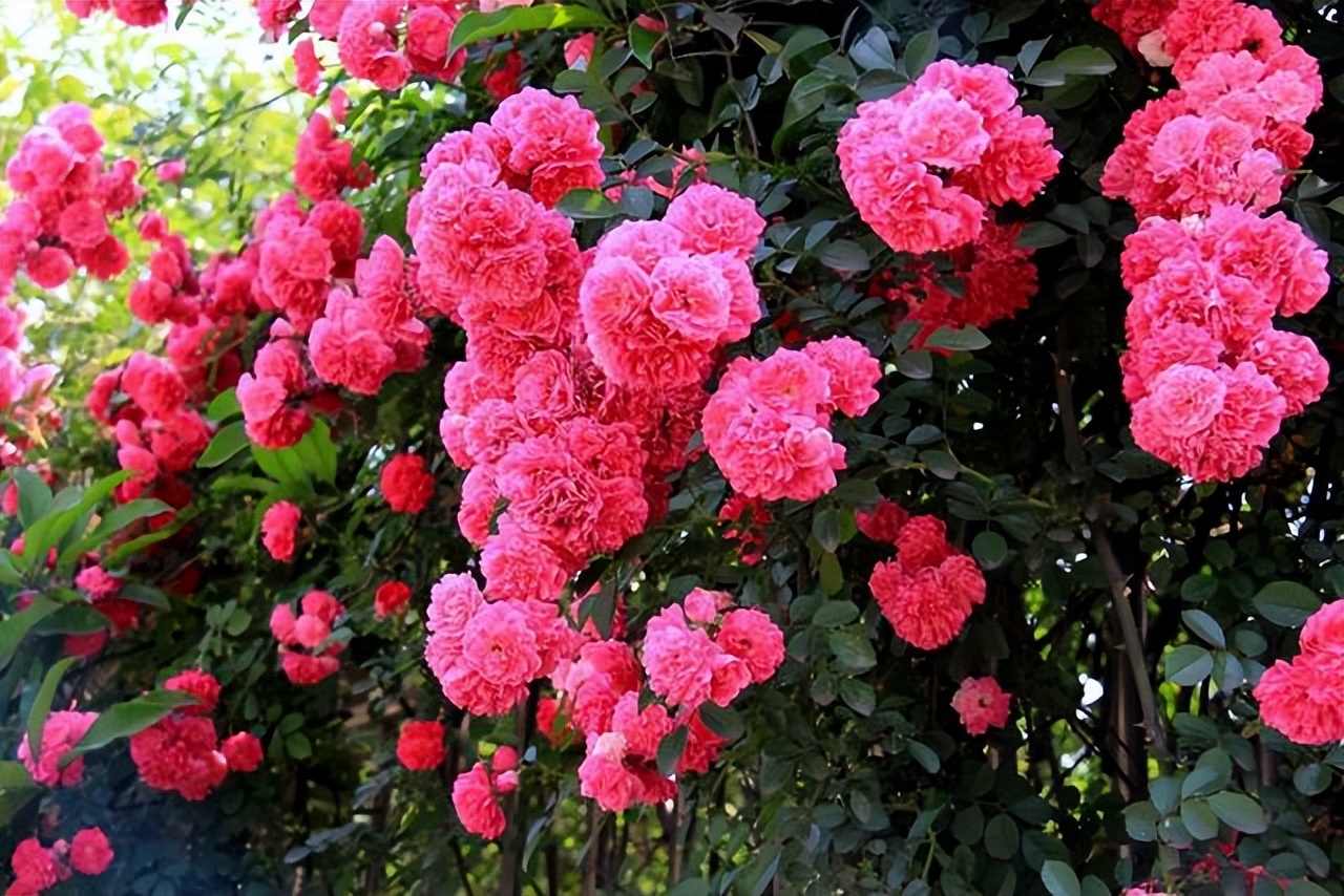 Sweet mahogany has bright flowers, easy to feed and strong climbing ...