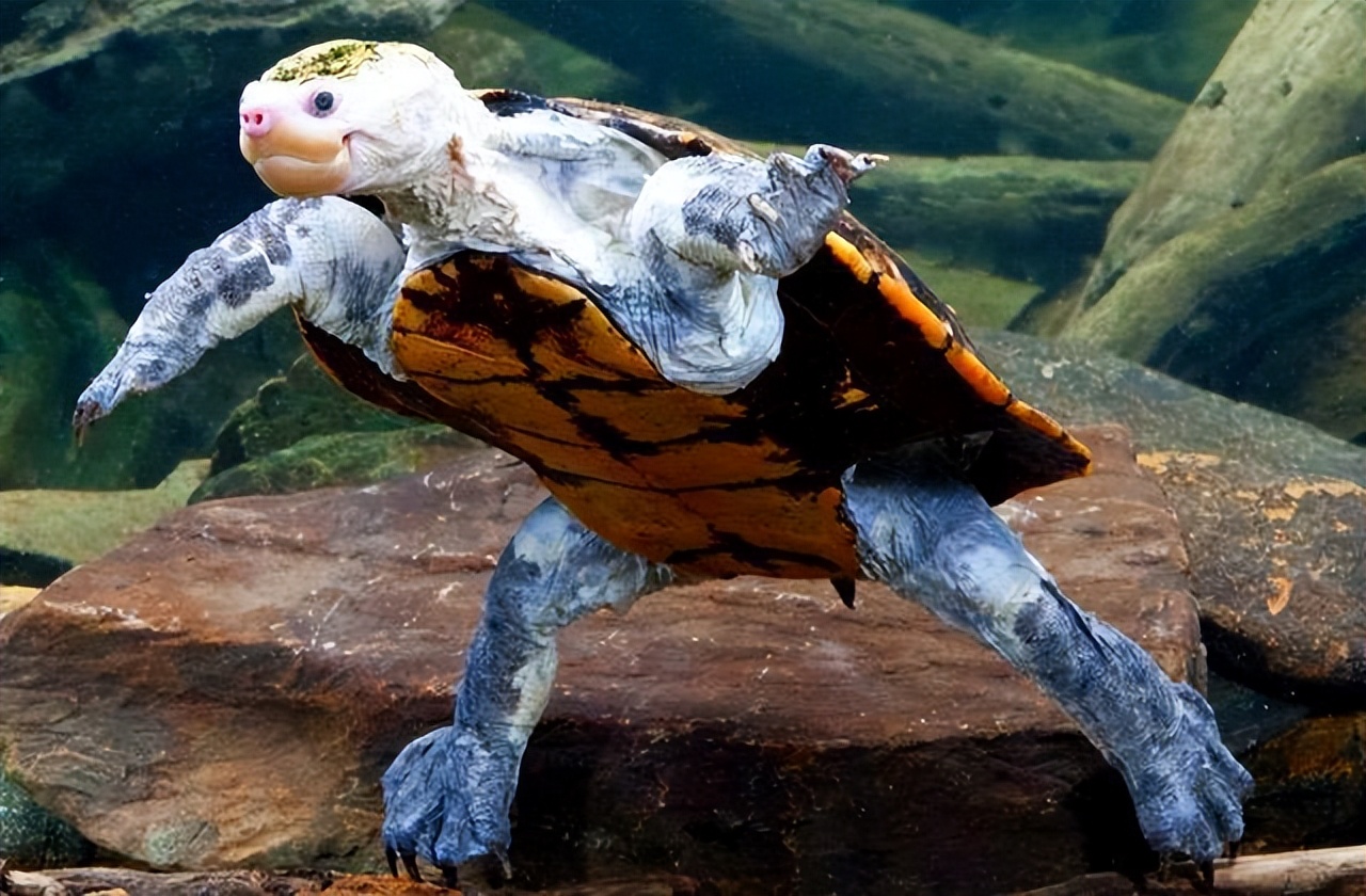 Breathing from your butt? "Teenage Mutant Ninja Turtles" can live ...