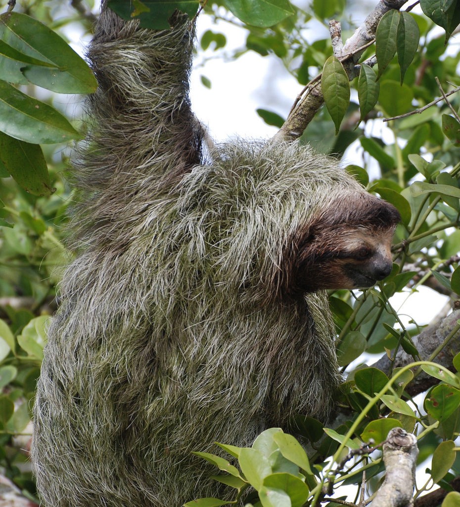 "Sloth is energy saving, not lazy!": "Mythbusters" in the animal world ...