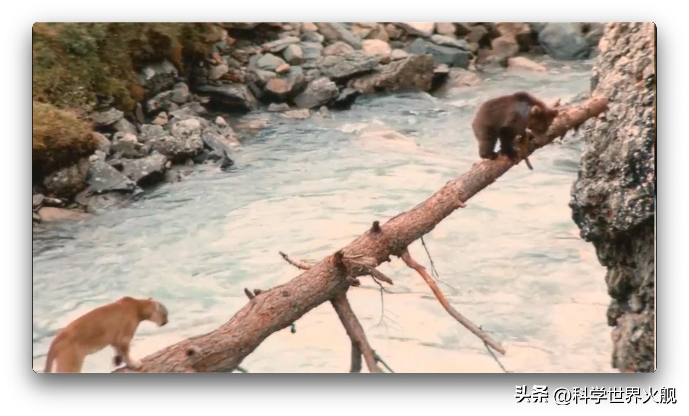 800 little brown bears outwit the cougar and survived, but the mother ...
