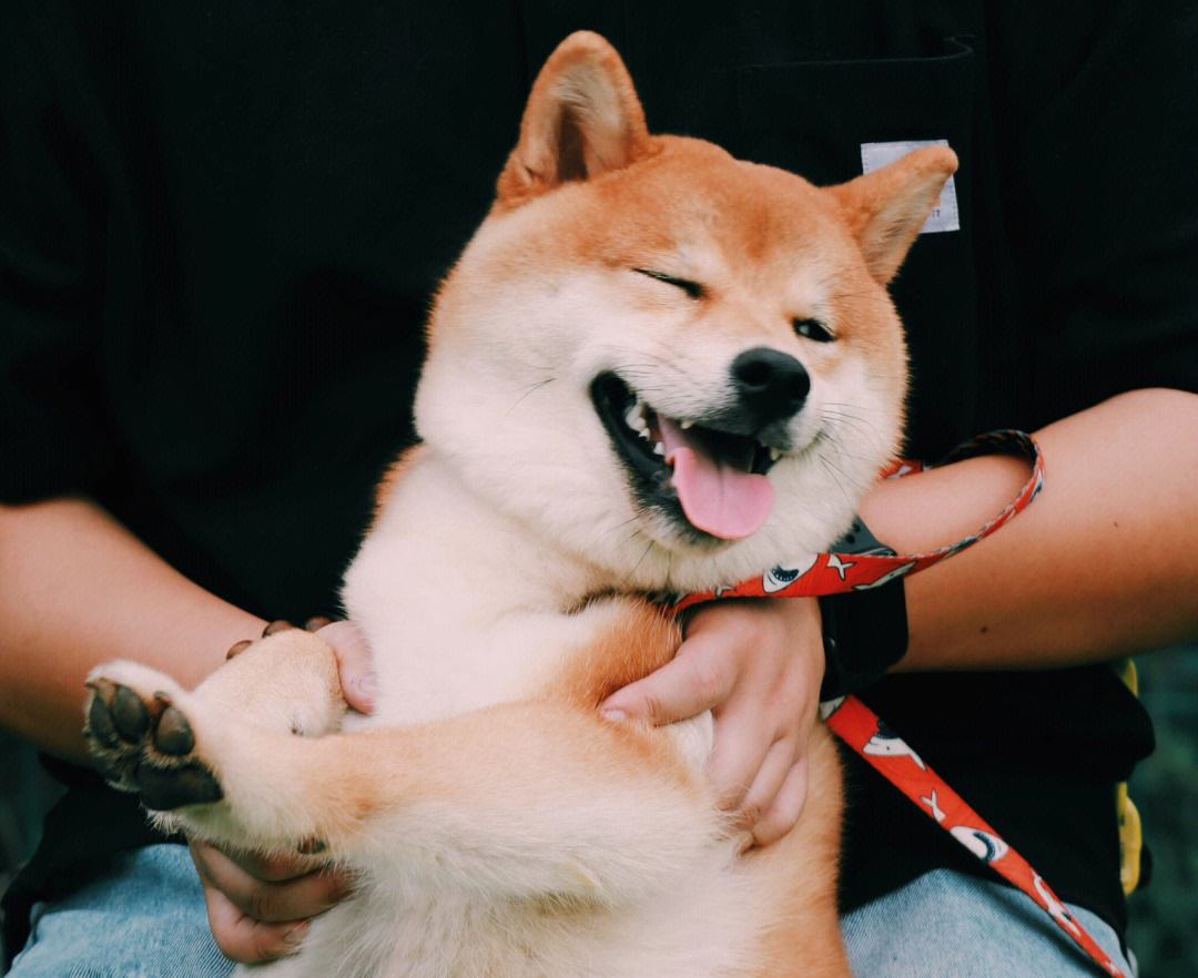 No wonder so many people raise "Shiba Inu", it turns out that it has ...
