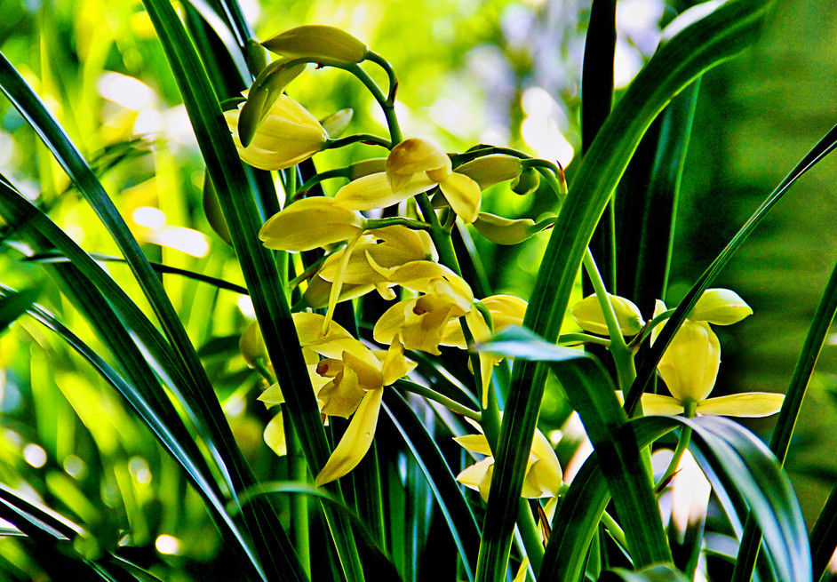 Secondary Metabolites of Orchid and Their Medicinal and Aroma Values ...