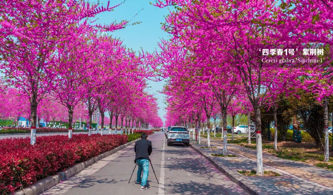 The 'Four Seasons Spring No. 1' Bauhinia tree that turned out - iNEWS