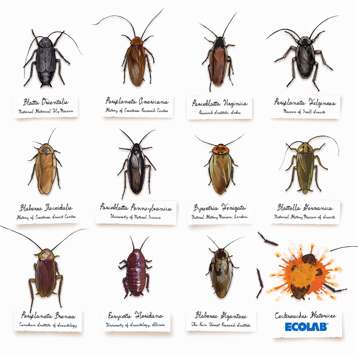 Still beating cockroaches with your feet and slippers?The consequences ...