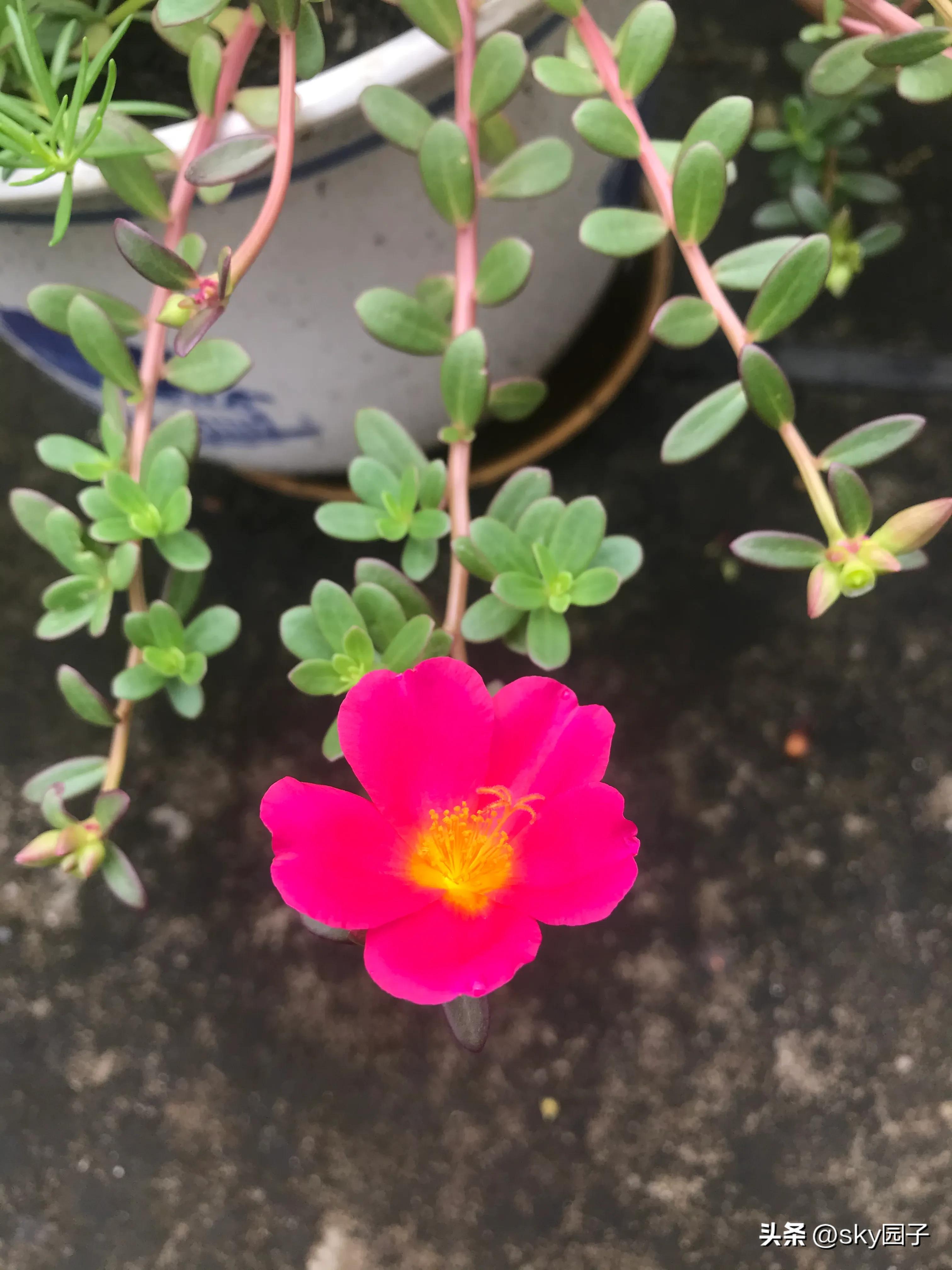 Feel the splendor and enthusiasm of a wave of sunflowers - iNEWS