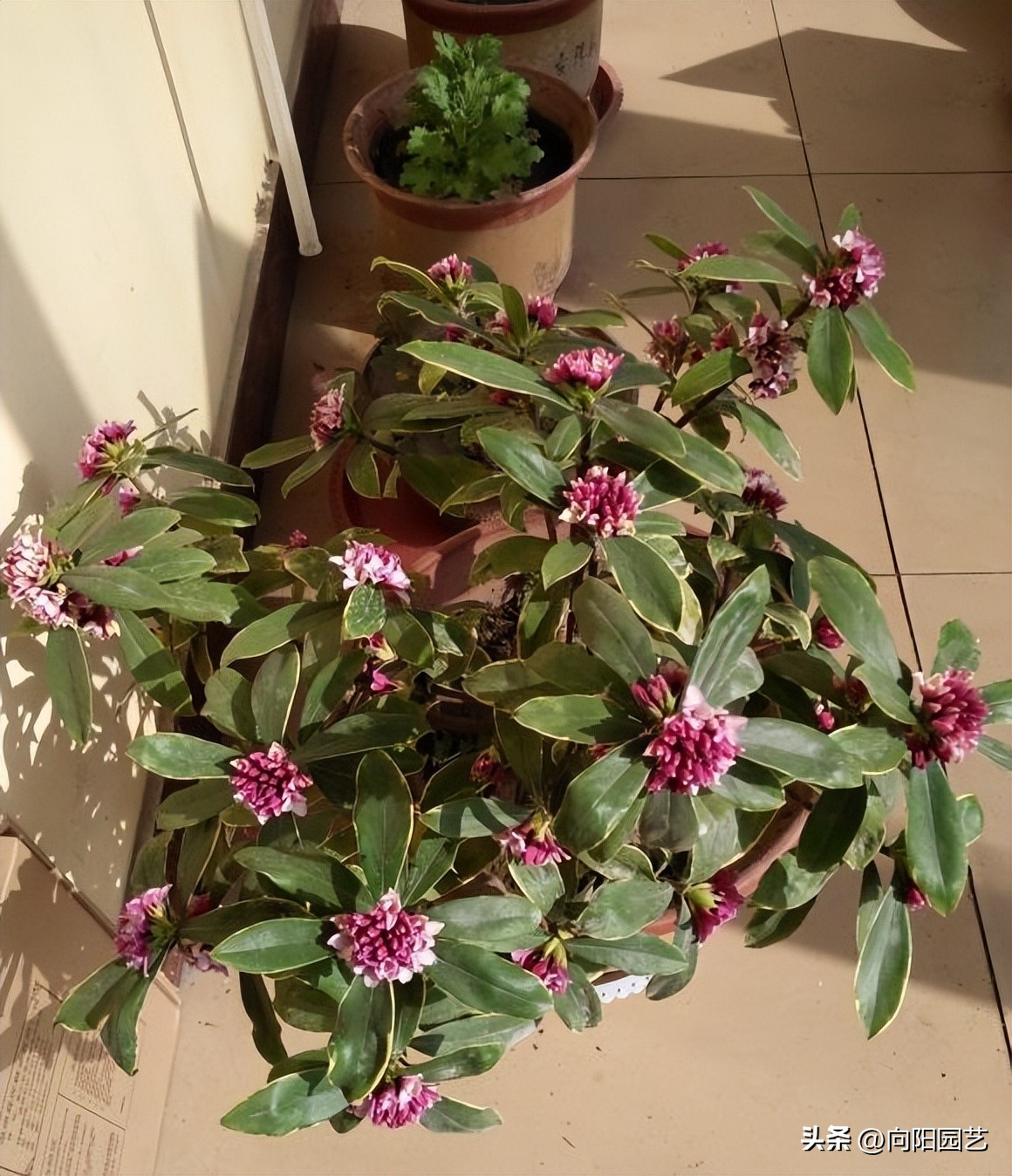 What kind of flowers are suitable for growing flowers in autumn?Phnom ...