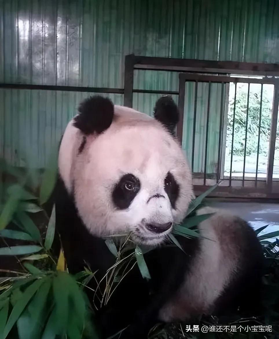 Get to know a giant panda every day——Bai Xue, the runaway bride, and ...