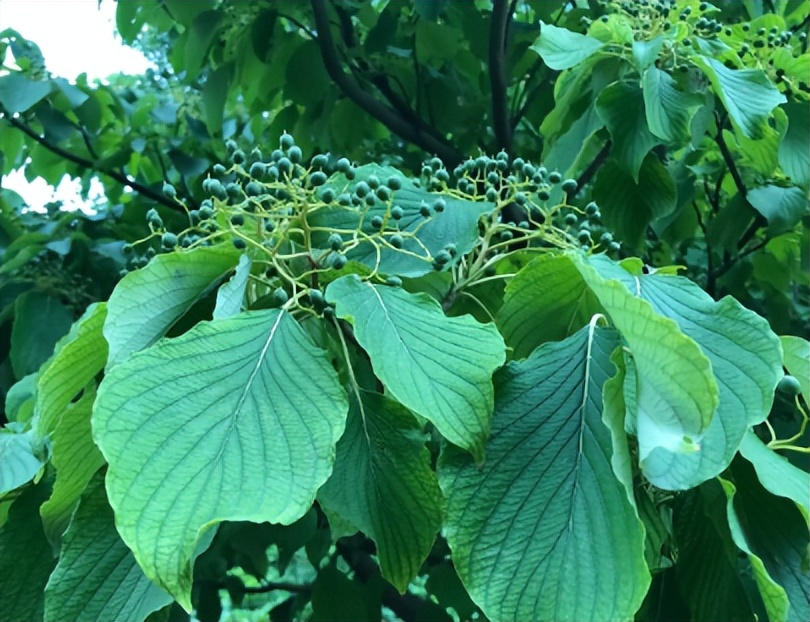 The Candlestick Tree: A Miracle of Natural Beauty - iMedia