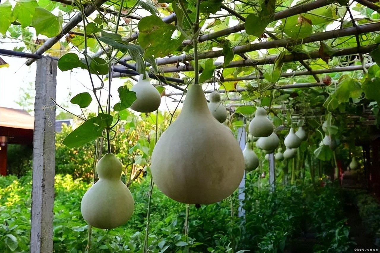 Nostalgia prose: the gourd ladle of my hometown - iNEWS