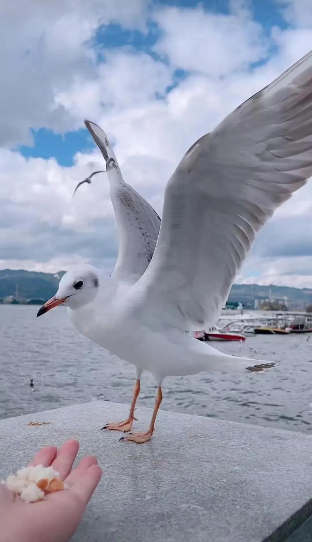 Seagulls at Haigeng Dam in Dianchi Lake, Yunnan - iNEWS