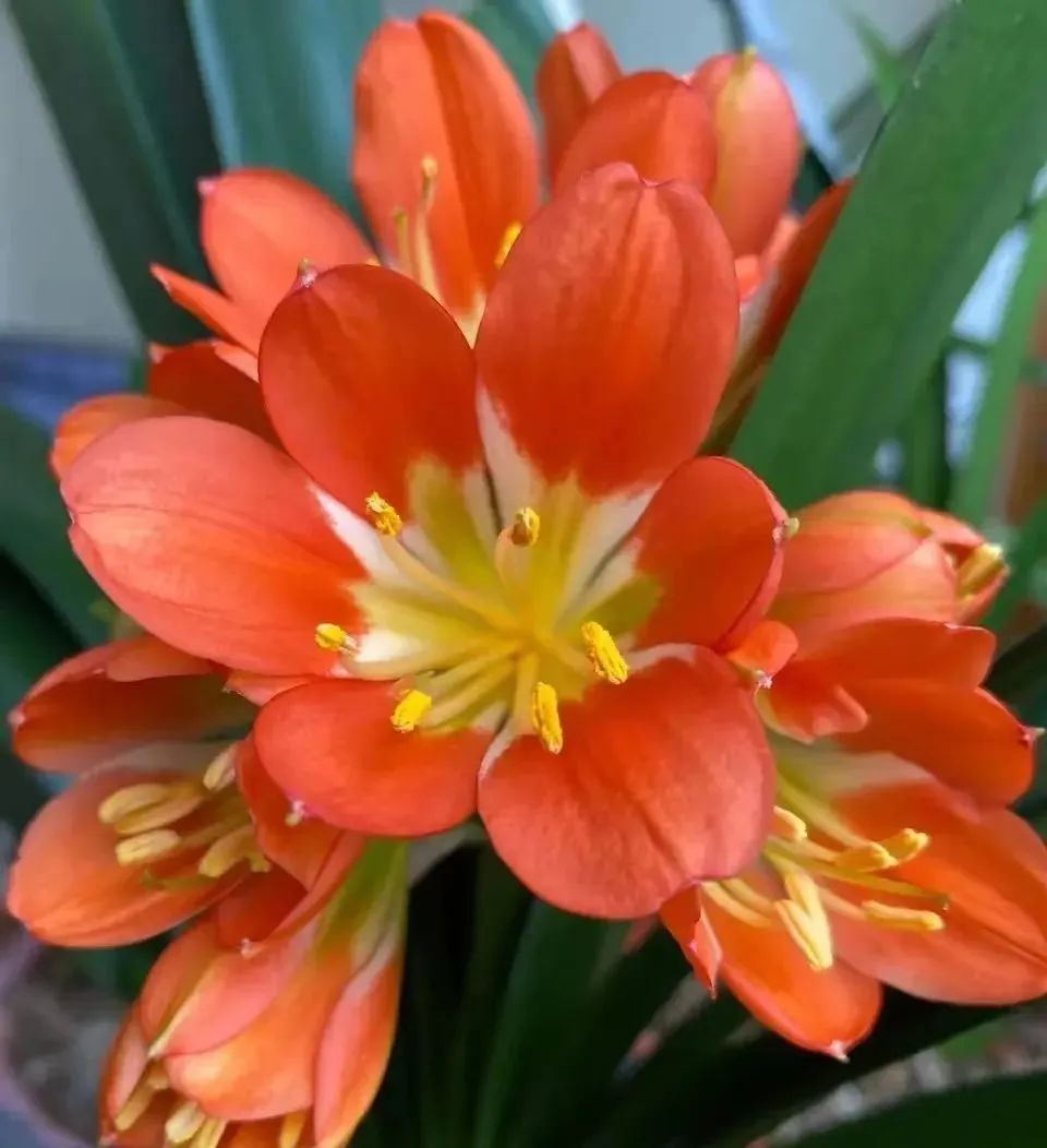 Raise 6 kinds of flowers, release oxygen at night, "insomnia" is gone ...