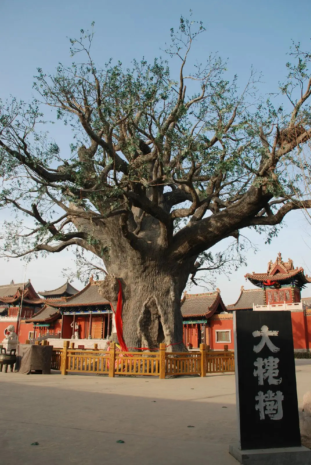 Li Yu's original poem: "Hongdong Ancient Locust Tree" - iNEWS