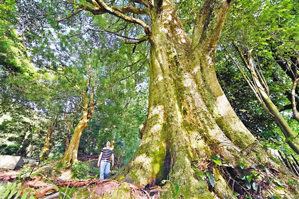 How expensive is nanmu, a tree can be exchanged for a Beijing courtyard ...