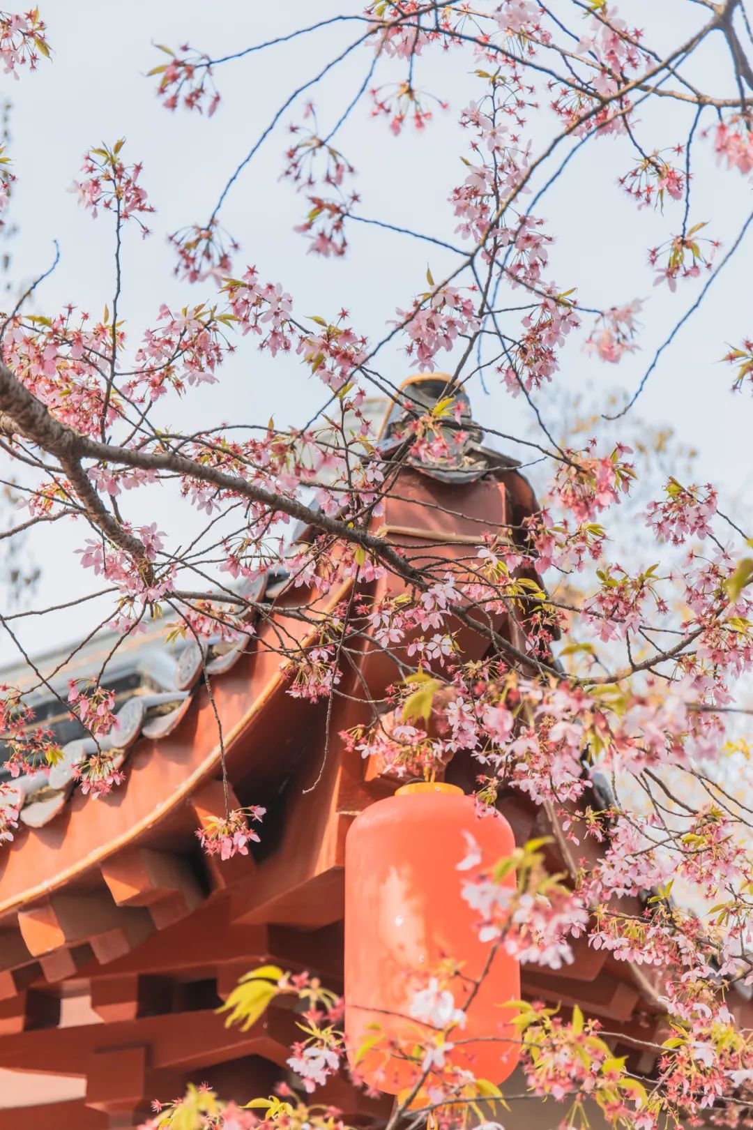 Why is Wuhan dialect always cruel and cute? - iNEWS