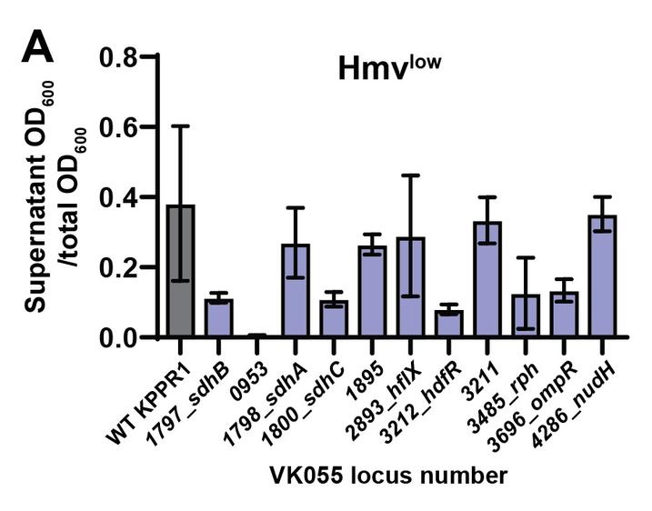 Transposon Random Insertion Mutant Libraries - An Excellent Approach to ...