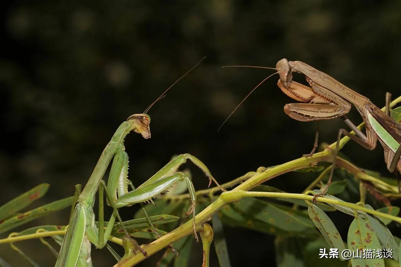 Why do female praying mantises eat male praying mantises after mating ...